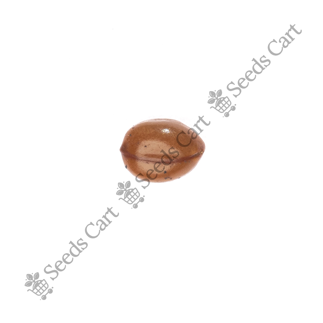 Cassia fistula | Golden shower - SeedsCart