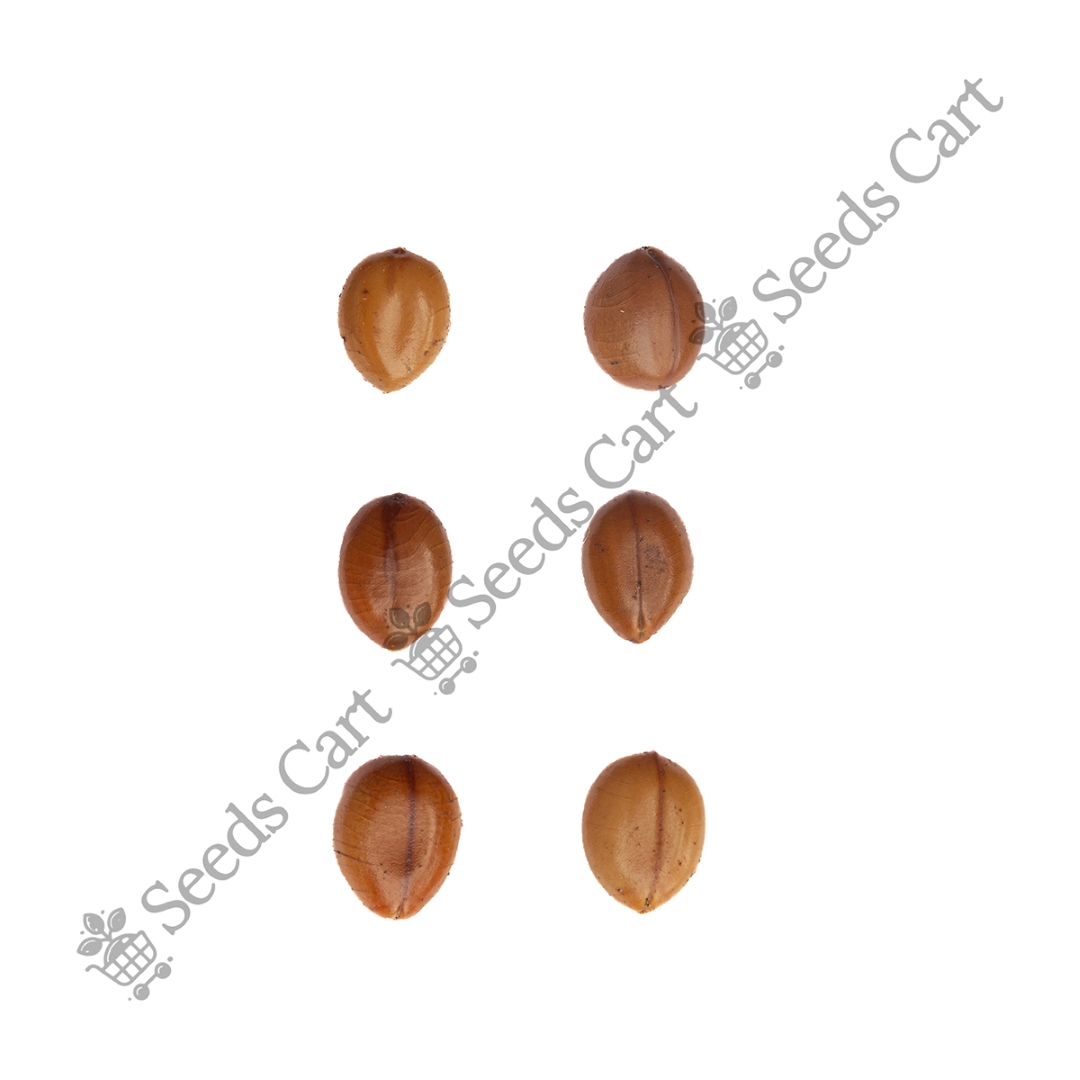 Cassia fistula – seeds cart