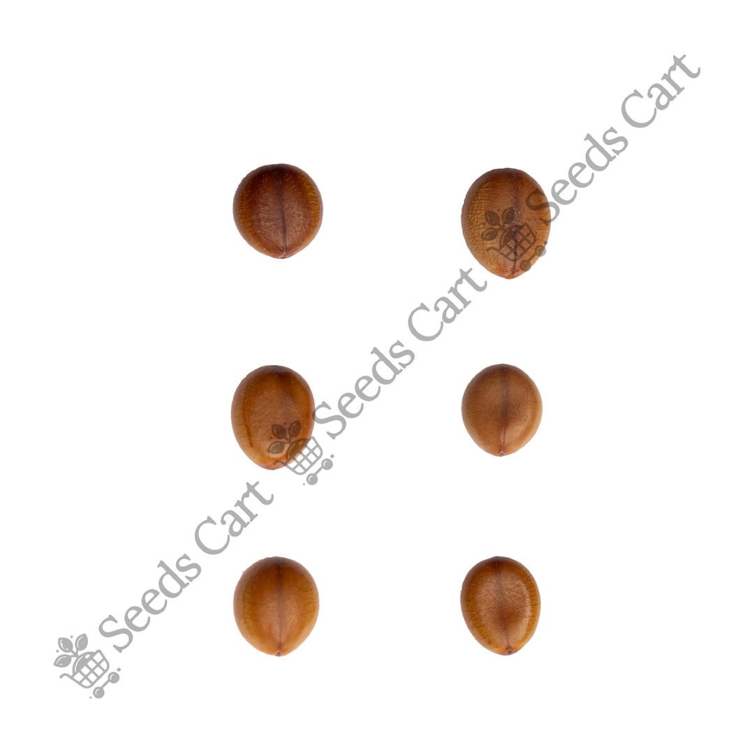 Cassia marginata | Red shower - SeedsCart