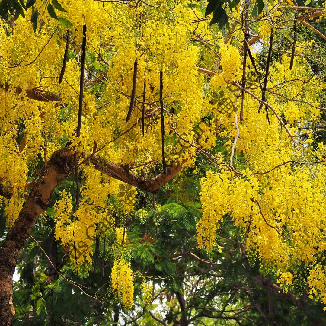 Cassia fistula | Golden shower - SeedsCart