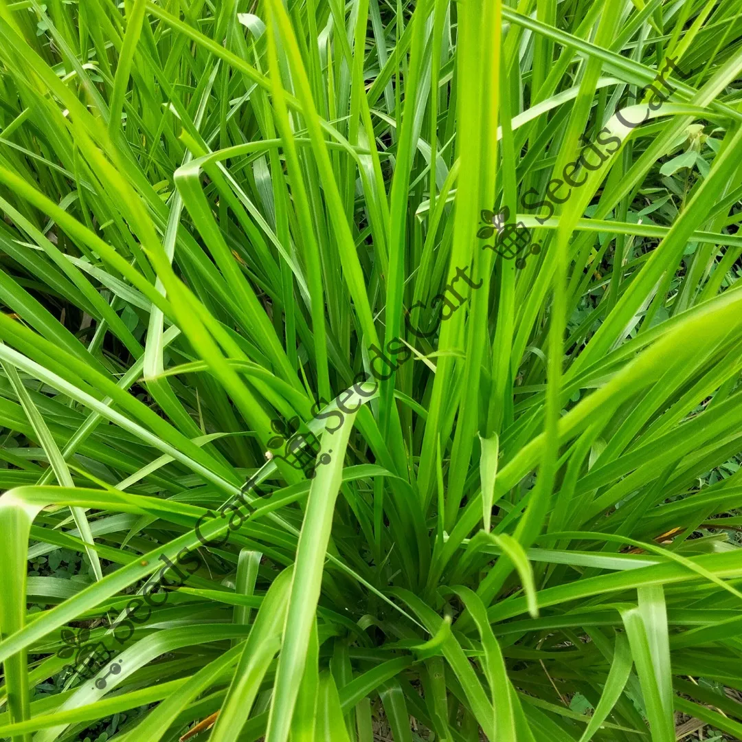Cymbopogon flexuosus | Cochin grass - SeedsCart