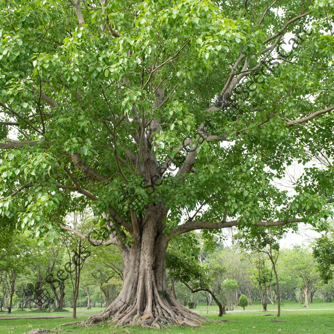Ficus religiosa | Sacred fig - SeedsCart