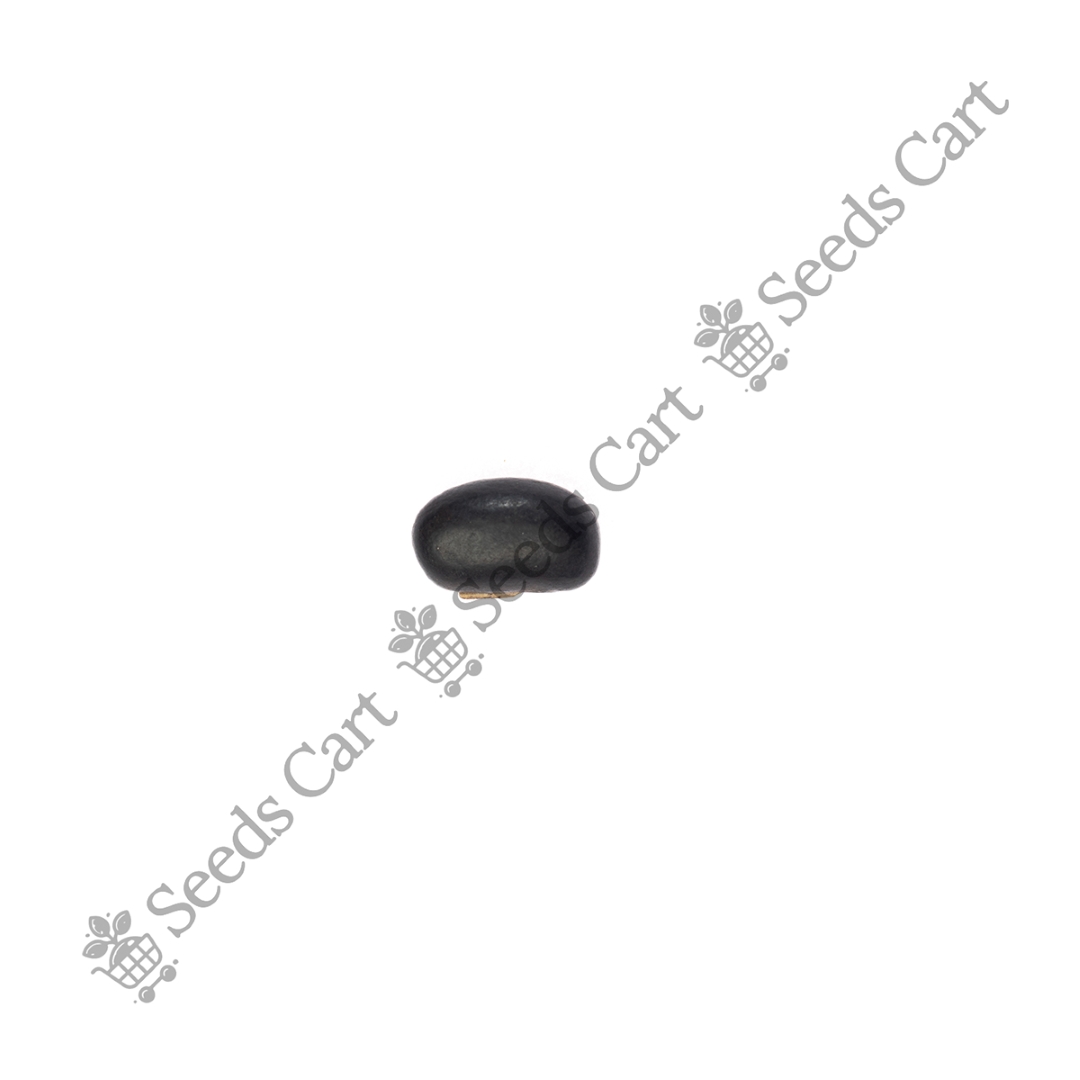 Mucuna pruriens | Velvet bean - SeedsCart